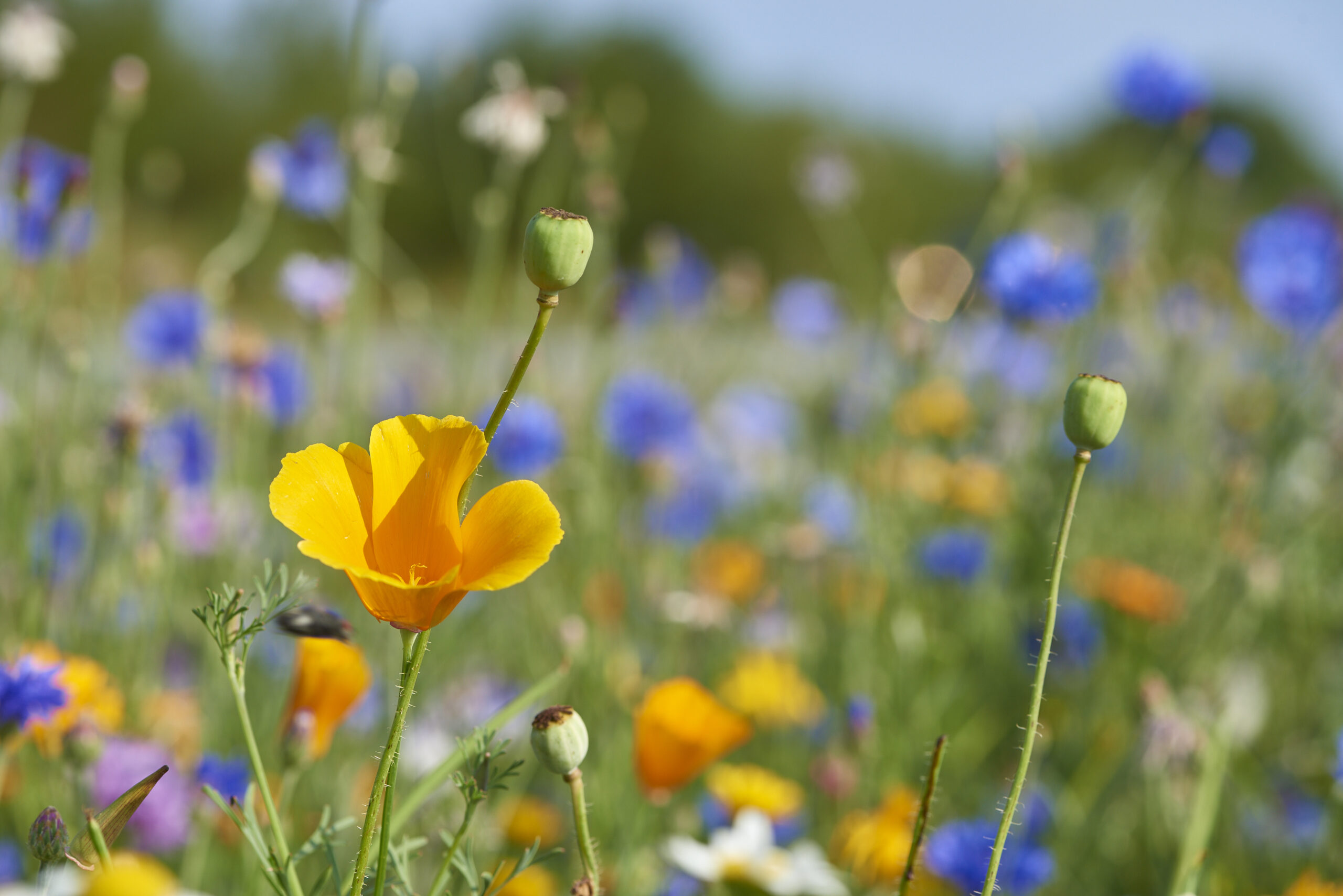 The benefits of lucerne as a perennial living mulch | Agroganic