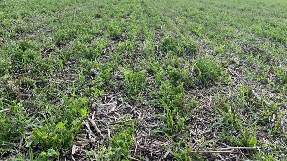 Experiences from the lucerne living mulch system | Agroganic