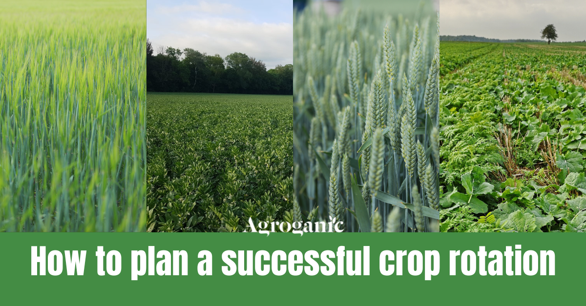 How to plan a successful crop rotation | Agroganic