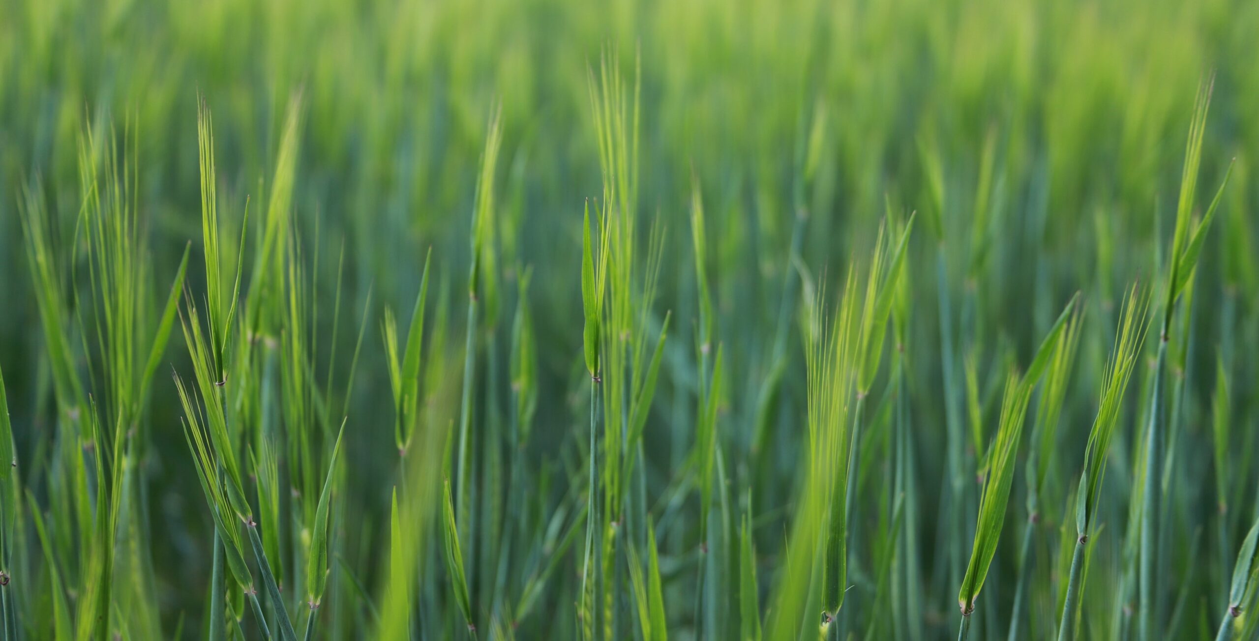 Nutrient Stratification in No-Till Soil. What Can We Do About It ...