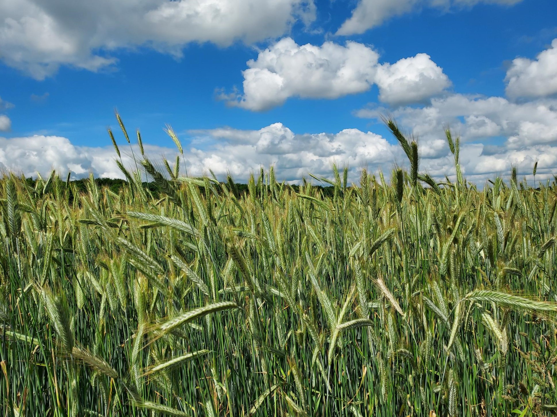 What Is Regenerative Agriculture Understand The Basics