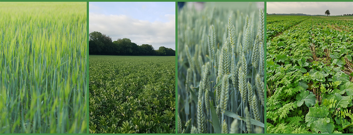 How to plan a successful crop rotation | Agroganic